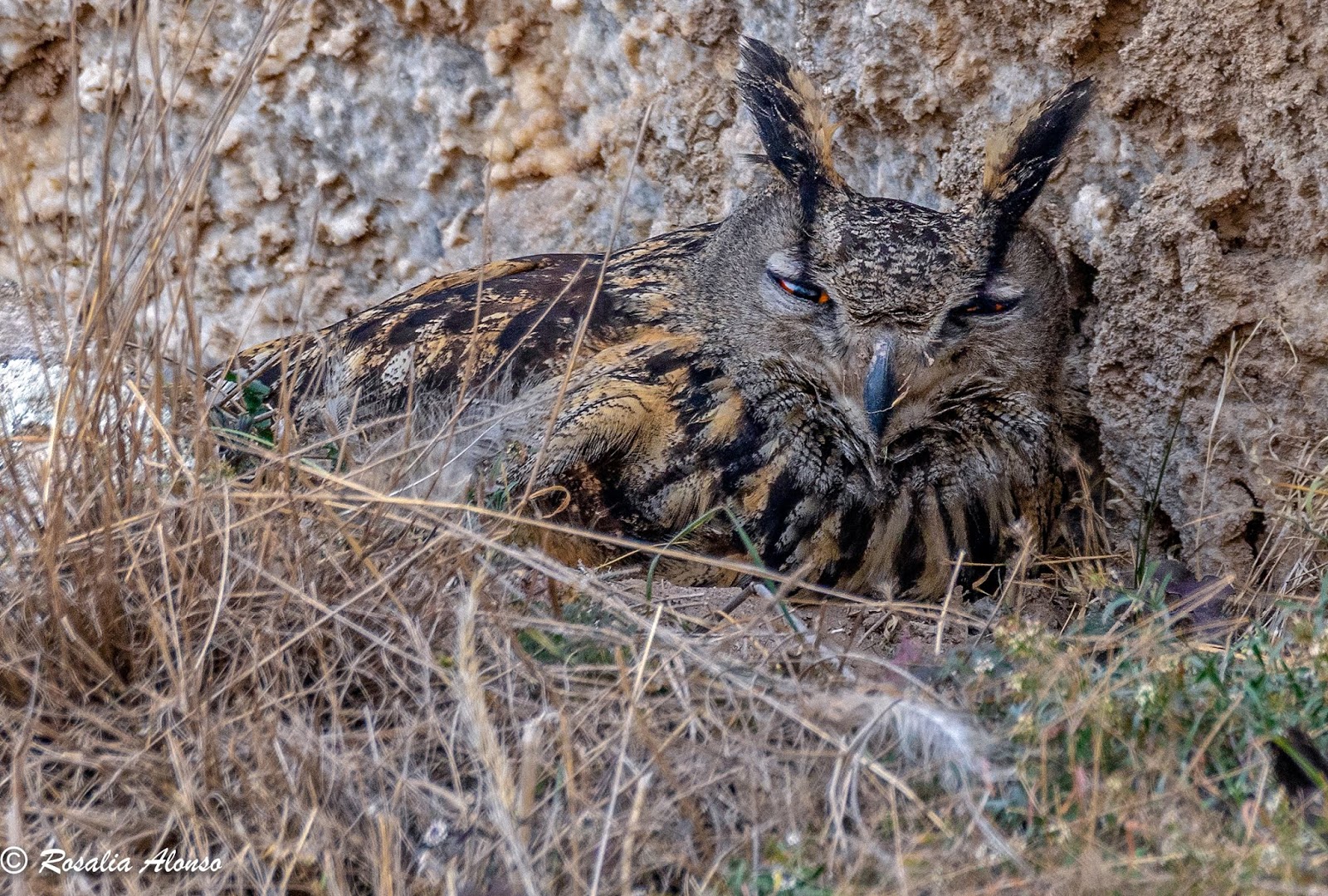 El búho real en Villena - El Periódico de Villena