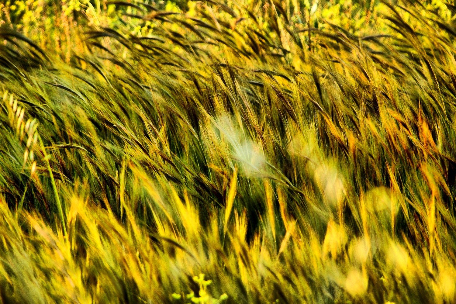 Naturaleza extraviada - El Periódico de Villena